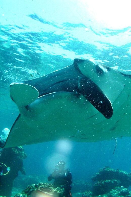 Okinawa: Naha: 1 day Kerama Islands diving license required - Key Points
