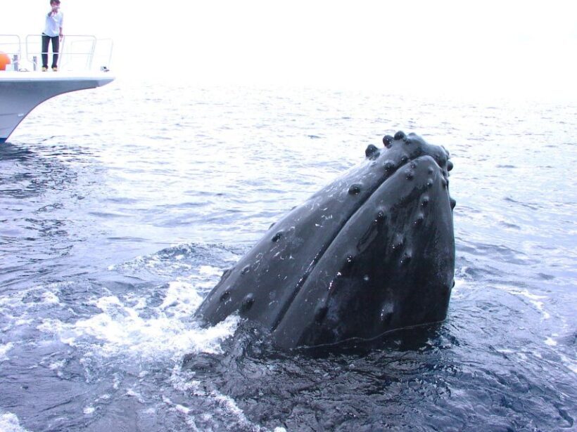 Okinawa: Naha: 1 day Kerama Islands diving license required - Who Should Consider This Tour?