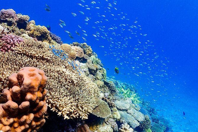 Okinawa: Scuba Diving Tour With Wagyu Lunch and English Guide - Expert Guides: Taz and Toshi