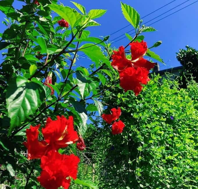Okinawa: Traditional farming experience & cooking and a meal - A Genuine Taste of Okinawa: Farming, Cooking, and Culture