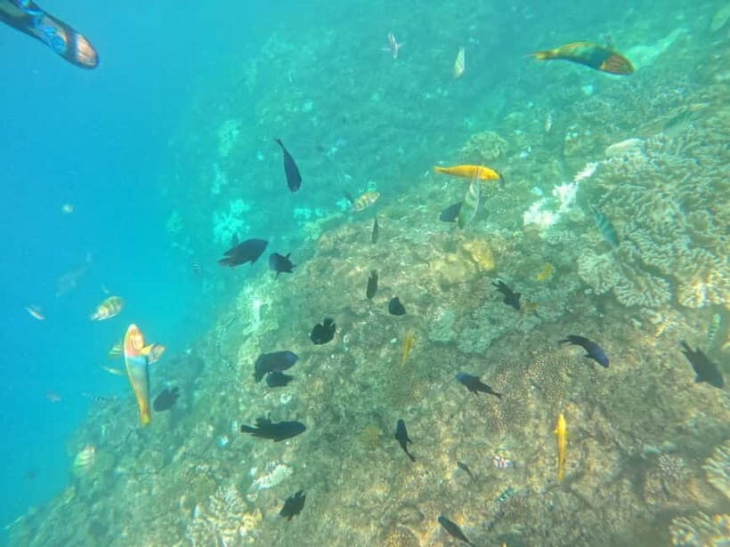 Okinawa: West Coast Stand-Up Paddleboarding Experience - FAQs