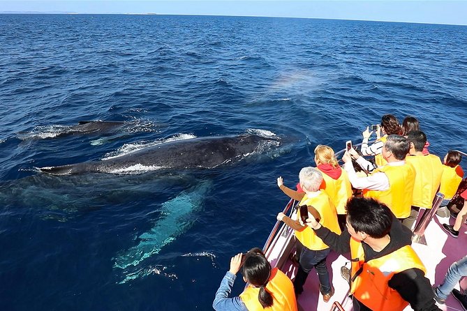 Okinawa Whale Watching From Naha - Inclusions and Amenities