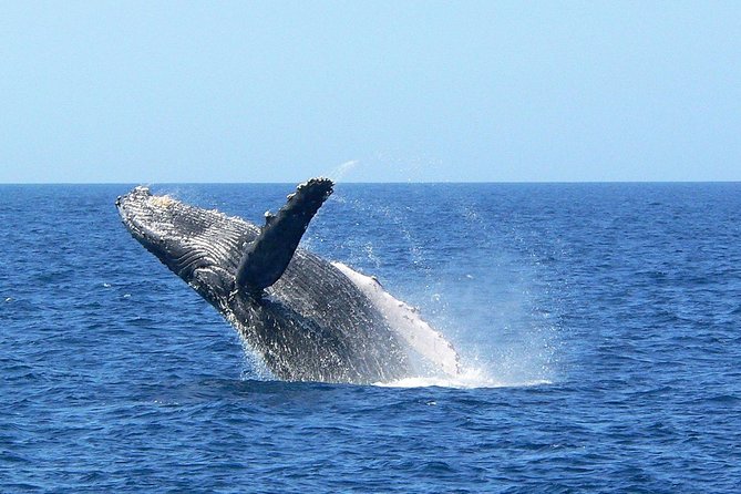 Okinawa Whale Watching From Naha - Health and Safety Considerations