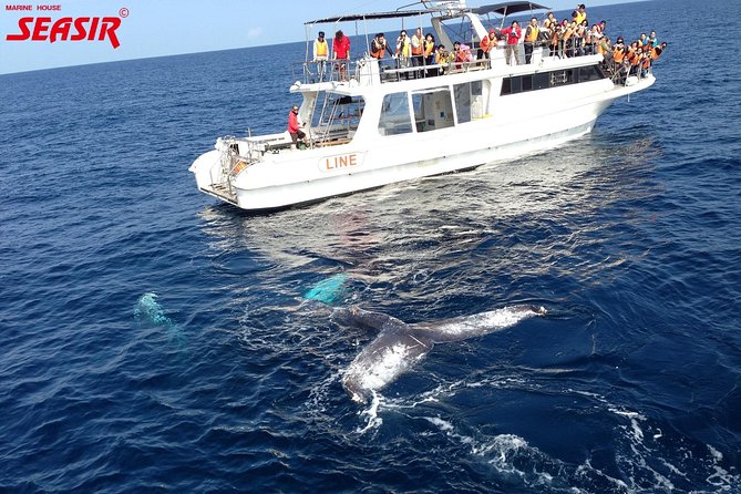Okinawa Whale Watching From Naha - Whale Sighting Guarantee and Refund Policy