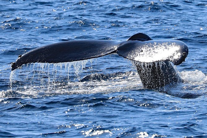 Okinawa Whale Watching From Naha - Positive Feedback From Travelers