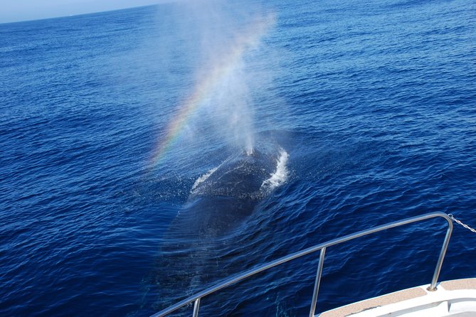 Okinawa Whale Watching From Naha - Memorable and Well-Organized Tour With Friendly Staff