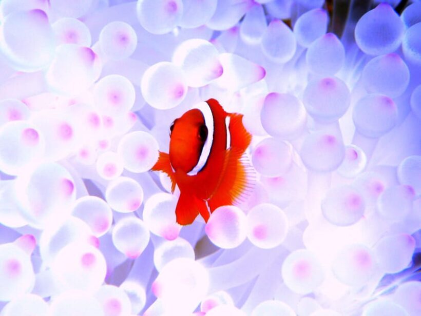 Okinawa:Naha:Kerama Island Experience Dive and Snorkeling - FAQ