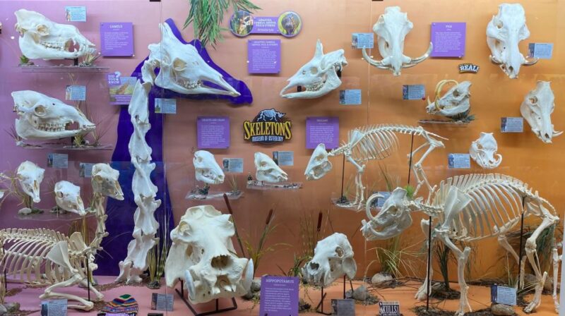 Oklahoma City: SKELETONS: Museum of Osteology Ticket - Introduction