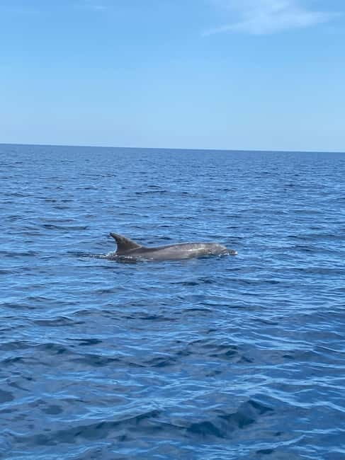 Olbia: Boat tour to watch Dolphins and snorkeling - Authenticity & Value