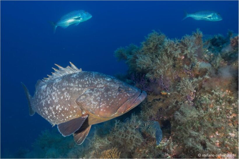 Olbia: Diving in Tavolara Marine Park in Sardinia - Introduction: Why This Tour Might Be Your Sardinian Underwater Escape