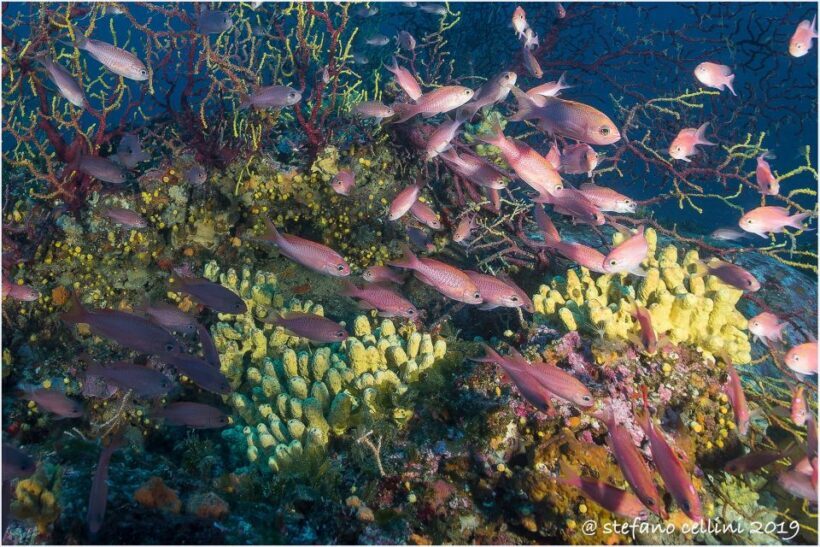 Olbia: Diving in Tavolara Marine Park in Sardinia - Who Will Love This Tour