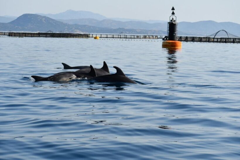 Olbia: Dolphin Watching and Snorkeling Boat Tour - An In-Depth Look at the Experience
