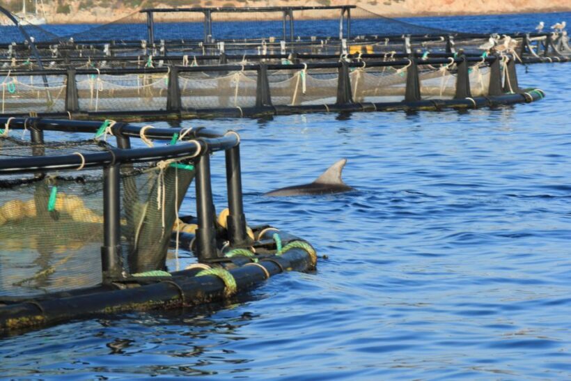 Olbia: Dolphin Watching and Snorkeling Boat Tour - An In-Depth Look at the Tour Experience