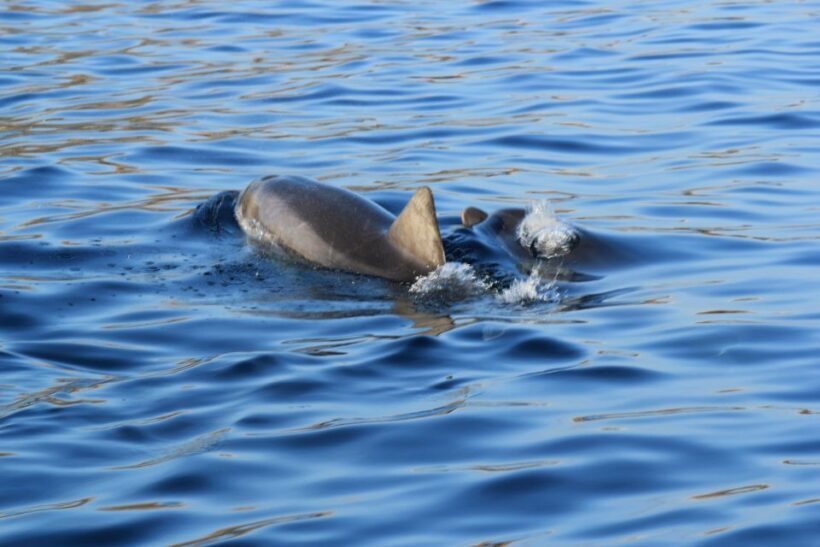 Olbia: Dolphin Watching and Snorkeling Boat Tour - Authentic Travel Experiences: What Travelers Say