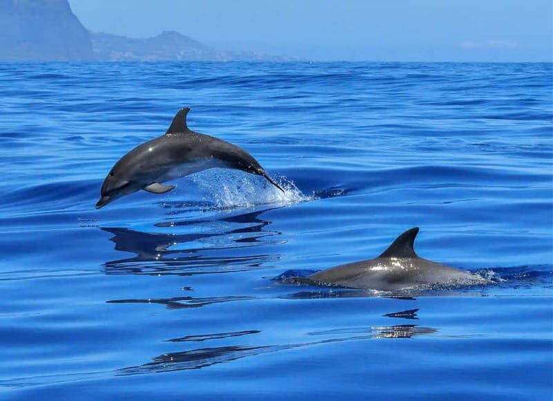 Olbia: Dolphin Watching & Swim and snorkel in Capo Figari - The Overall Experience: Scenic, Educational, and Respectful of Nature