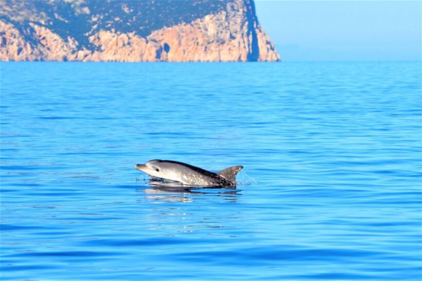 Olbia: Dolphin Watching Tour with Figarolo Island Snorkeling - An Honest Look at the Experience
