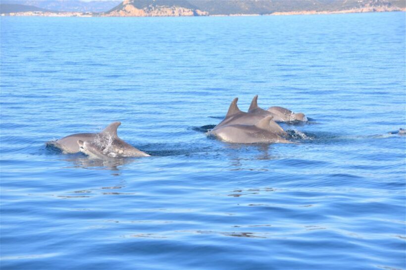 Olbia: Dolphin Watching Tour with Figarolo Island Snorkeling - Why This Tour Stands Out
