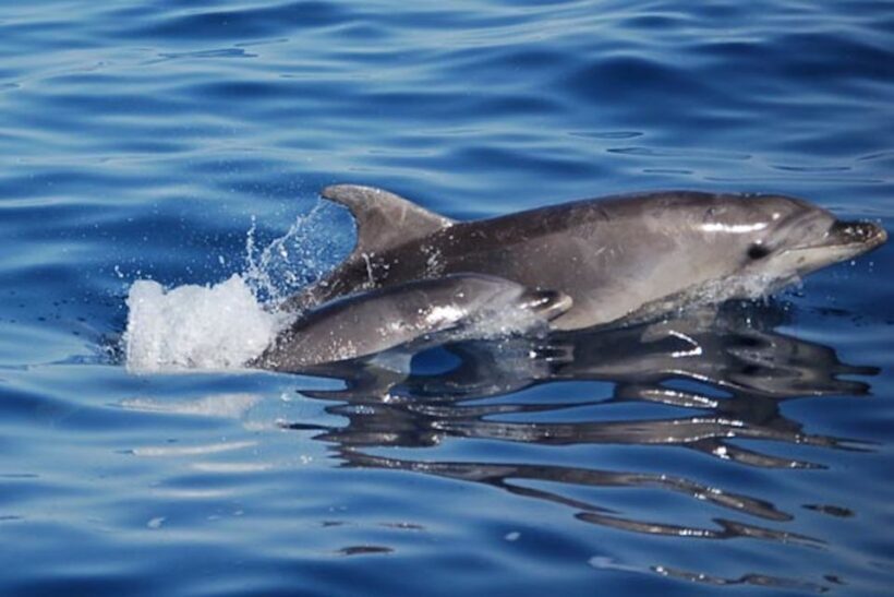 Olbia: Dolphin Watching Tour with Figarolo Island Snorkeling - FAQ