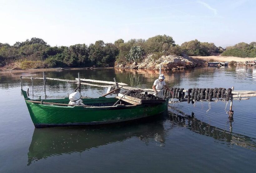 Olbia: Gulf of Olbia boat tour - FAQ
