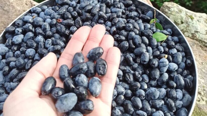 Olbia: visit a myrtle-making factory with tasting - FAQ