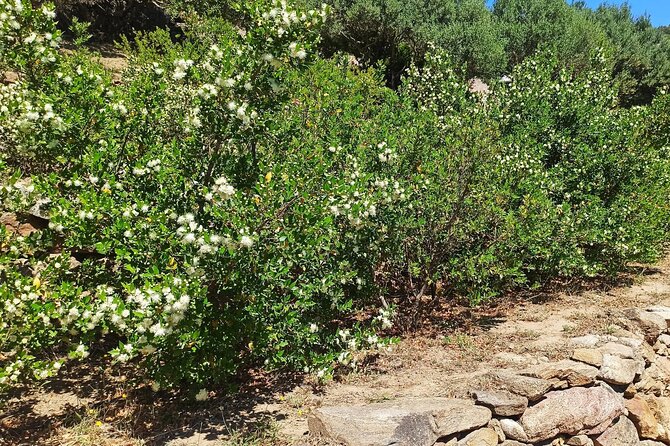 Olbia: visit a myrtle-making factory with tasting - Key Points