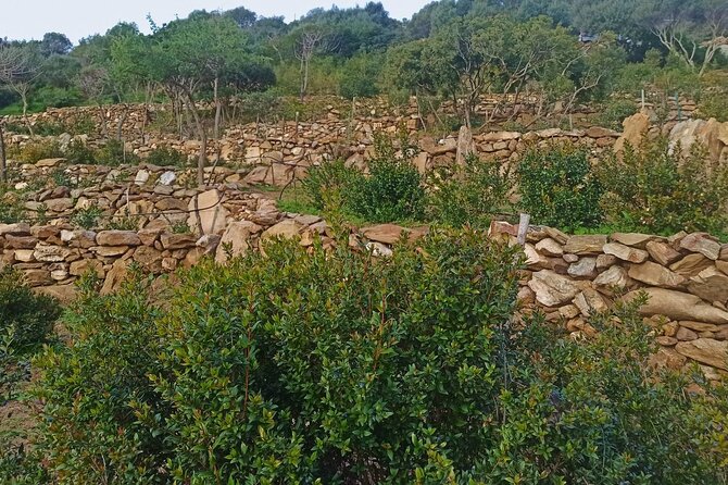 Olbia: visit a myrtle-making factory with tasting - Authenticity and Value