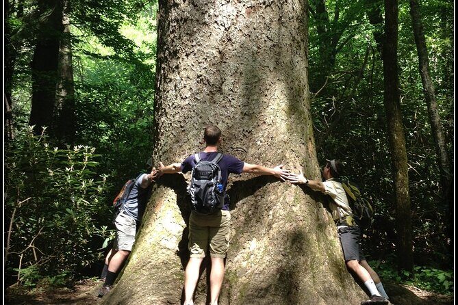 Old Growth Forest Cascade - An In-Depth Look at the Old Growth Forest Cascade Experience