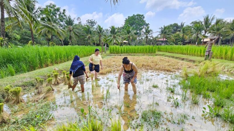 Old Phuket Farm Ticket - Countryside Local Life Culture - The Itinerary: A Step-By-Step Journey