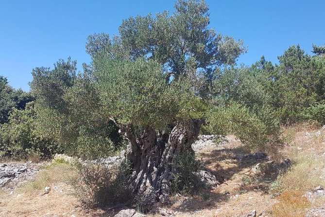 Oldest Olive Tree With Tasting And Lunch - An In-Depth Look at the Tour Experience
