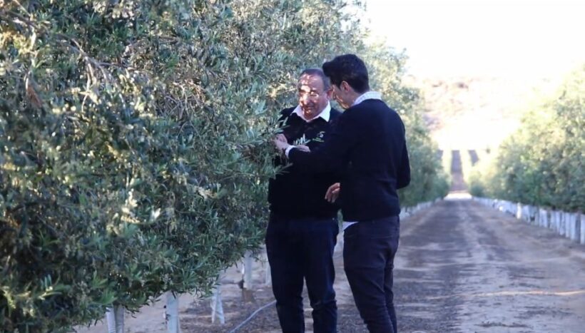 OleoAlmanzora: Guided tour + Masterclass of EVOO tasting Eng - Authenticity and Value