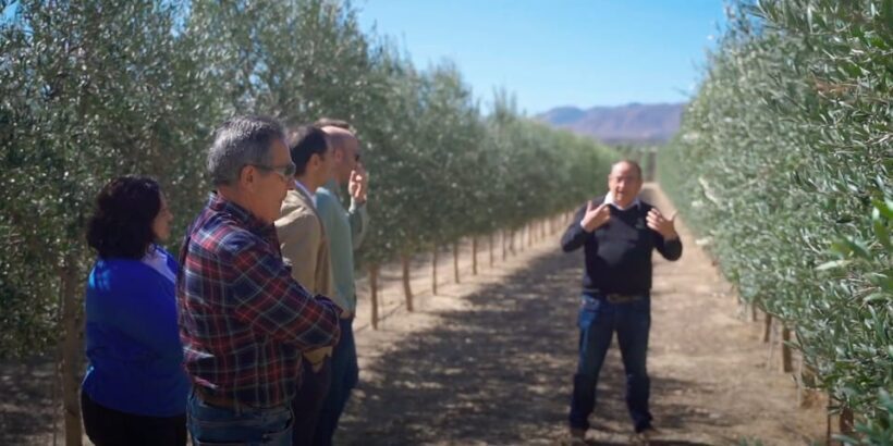OleoAlmanzora: Guided tour olive groves and EVOO facilities - Who Should Book This Tour?
