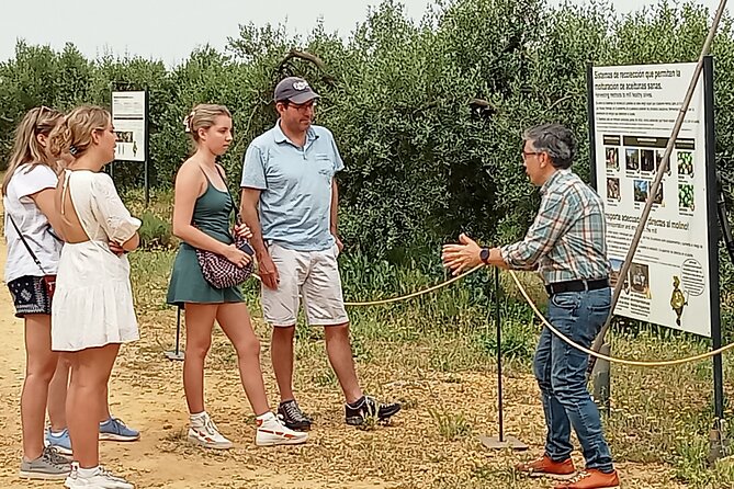 Oleotourism and olive oil tasting in Seville - Private tour - An In-Depth Look at the Oleotourism Experience in Seville
