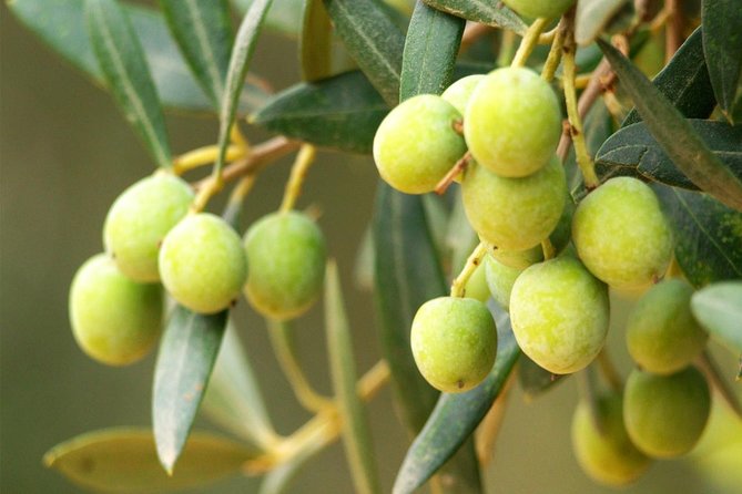 Oleotourism and olive oil tasting in Seville - Private tour - FAQ