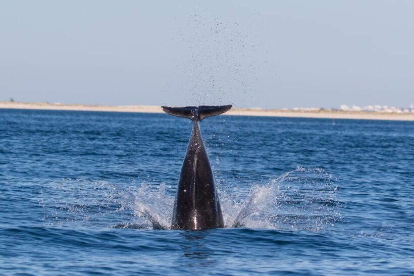 Olhão: Dolphin Observation - Key Points