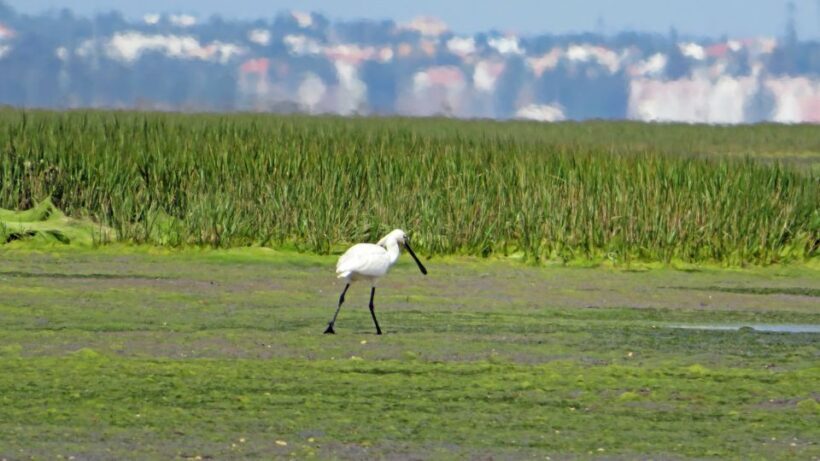 Olhão: Private Boat Tour to Ria Formosa - Final Thoughts: Why Choose This Tour?