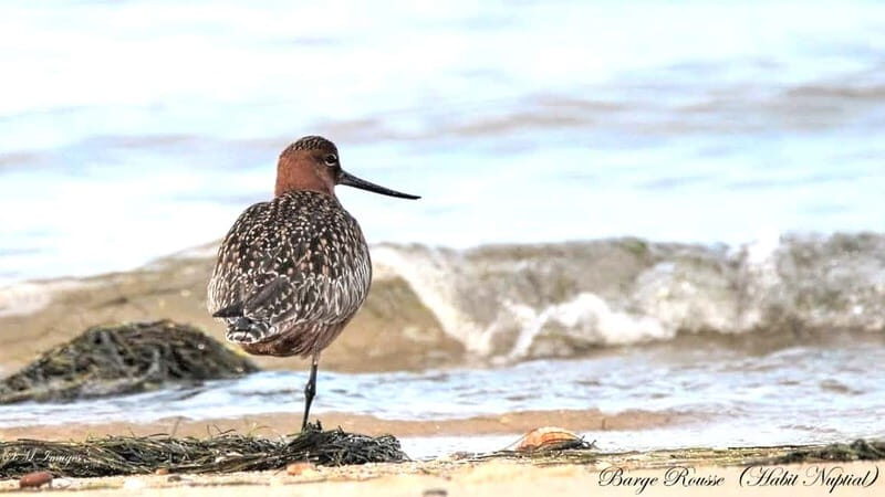 Olhão: Ria Formosa 3 Islands Guided Day Trip by Boat - FAQ