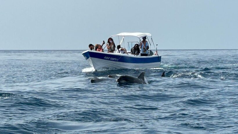 Olhão- Safari Watching Dolphins and other species - Key Points