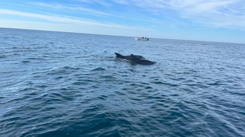 Olhão- Safari Watching Dolphins and other species - An In-Depth Look at the Tour