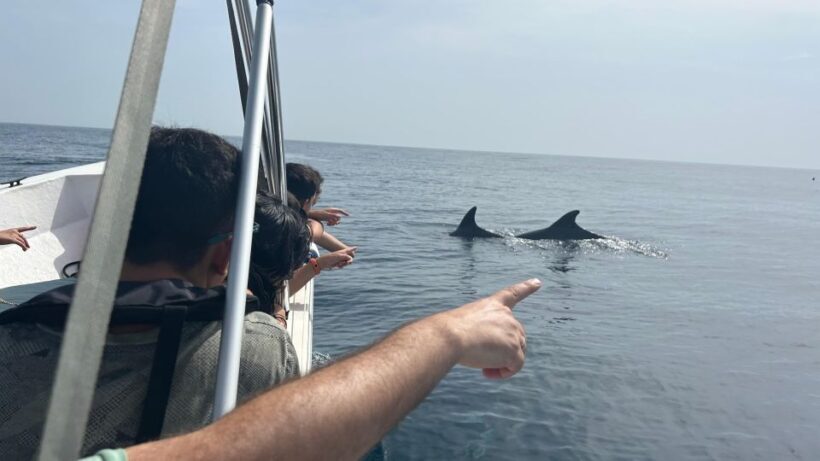 Olhão- Safari Watching Dolphins and other species - Who Will Love This Tour?