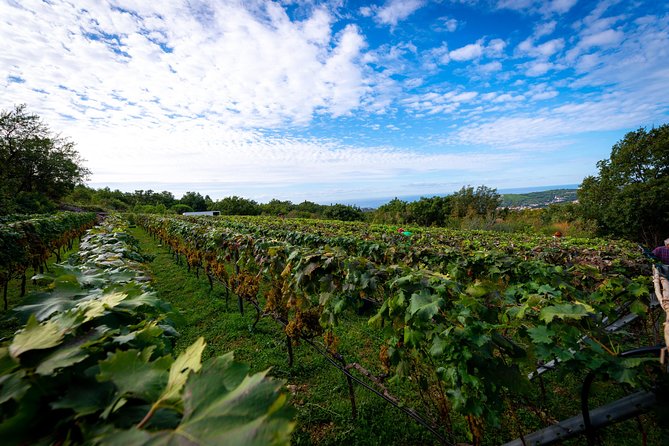 Olive Farm & Village - Guest Reviews