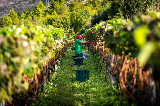 Olive Farm & Village - Tasting Highlights