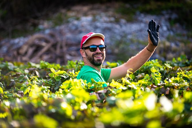 Olive Farm & Village - Host and Vineyard Information