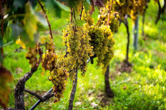 Olive Farm & Village - Discovering the Unique Flavors