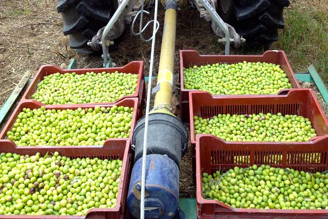 Olive Harvest in Provence - A Complete Guide to the Olive Harvest in Provence Experience