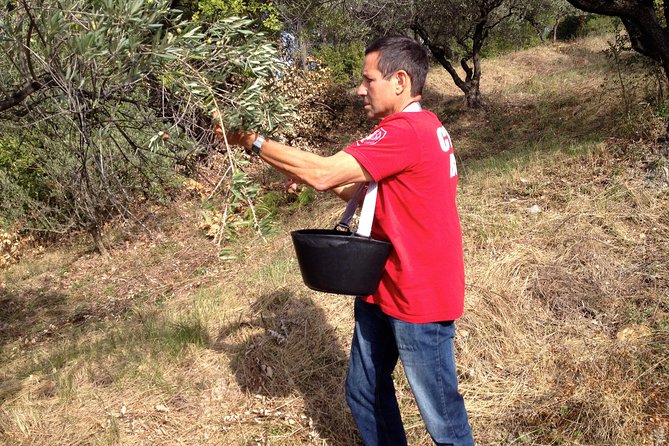 Olive Harvest in Provence - What to Expect from the Tour