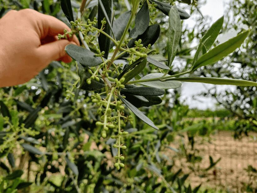 Olive Mill Tour and Tasting in the Padua Hills - A Practical Look at the Olive Mill Tour and Tasting in the Padua Hills
