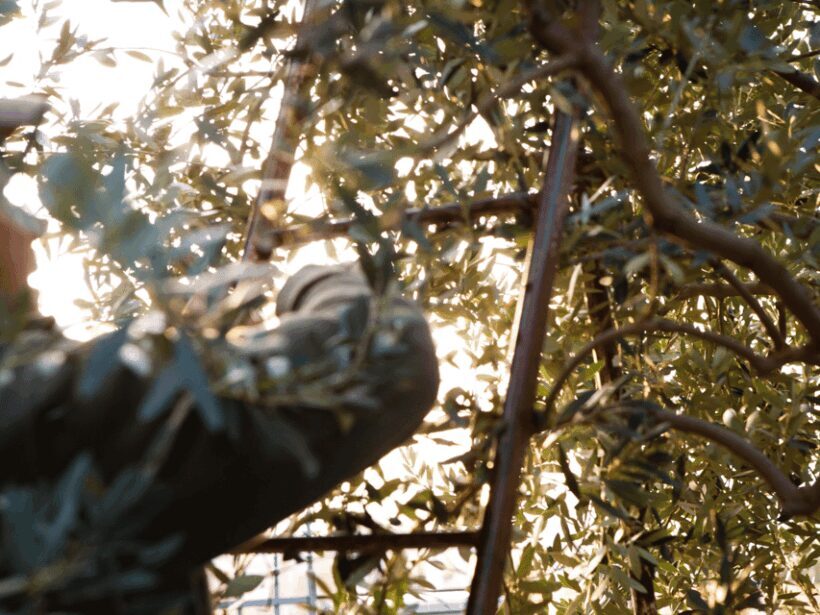 Olive Mill Tour and Tasting in the Verona Countryside - Key Points