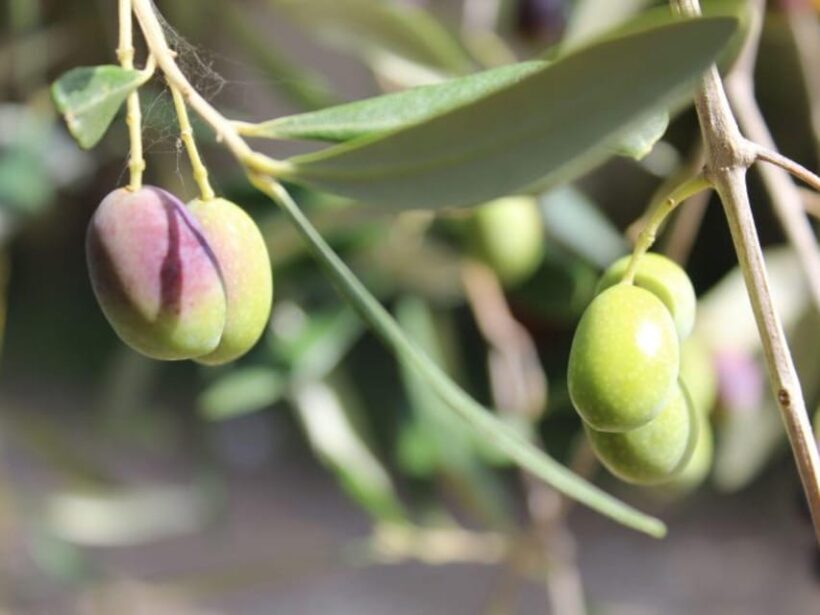 Olive Mill Tour with Oil and Food Tastings near Pisa - Authenticity and Value