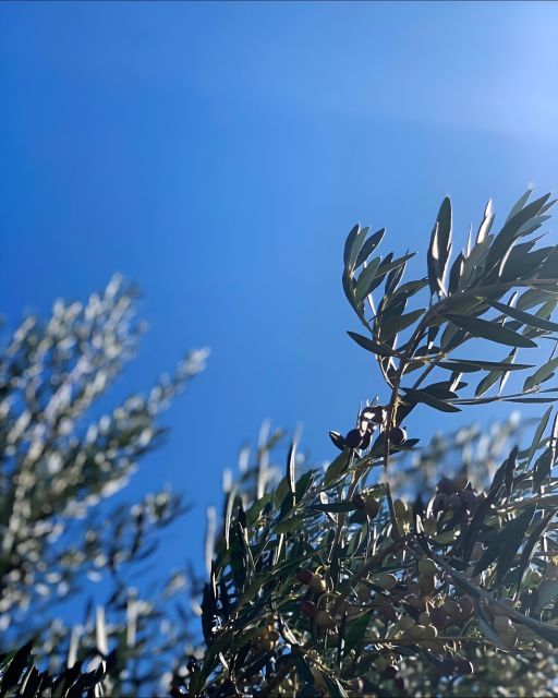 Olive Oil, Cheese, and Wine Tasting with Local Expert - In-Depth Breakdown of the Itinerary