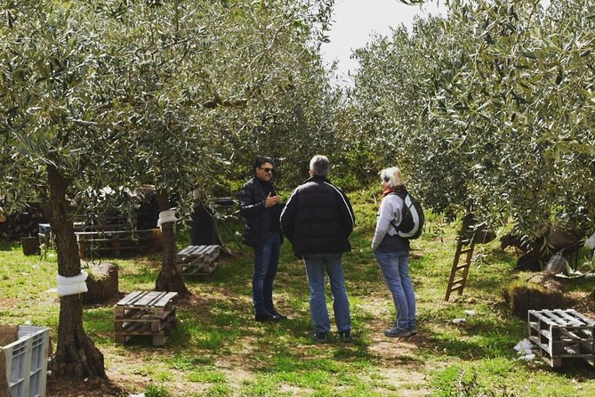 Olive Oil Experience - Reviews and Recommendations